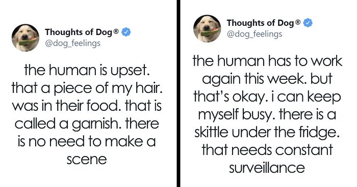40 Of The Most Hilarious And Wholesome Dog Thoughts, As Shared By This ...