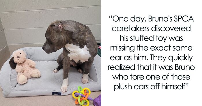 Meet Bruno, A One-Eared Pitbull Who Went Viral After His Caretakers ...