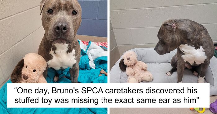 Meet Bruno, A One-Eared Pitbull Who Went Viral After His Caretakers ...