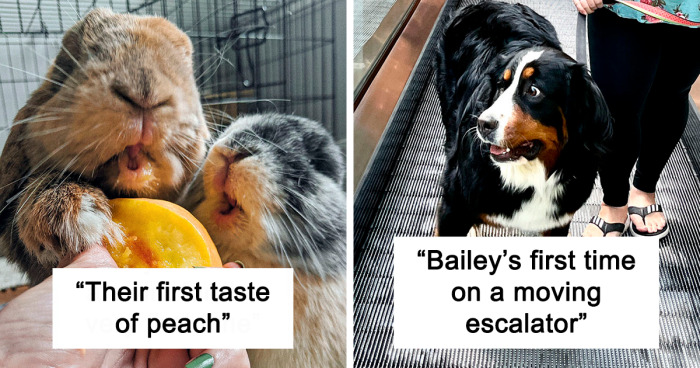 50 Of The Funniest And Cutest Pets’ Reactions To Trying Something They ...