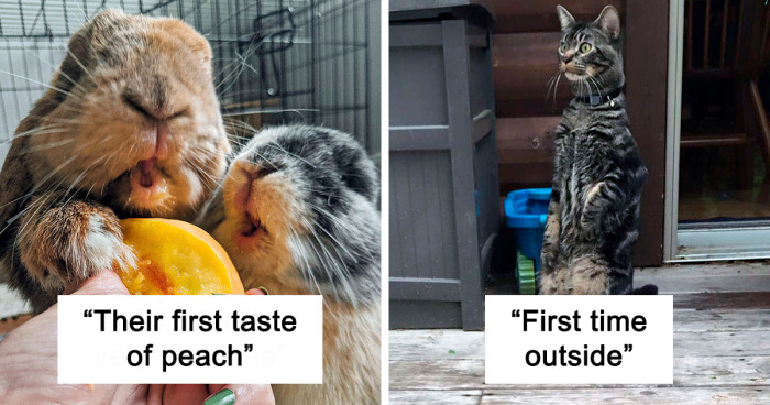50 Of The Funniest And Cutest Pets’ Reactions To Trying Something They ...