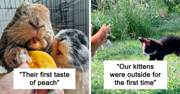 50 Of The Funniest And Cutest Pets’ Reactions To Trying Something They ...