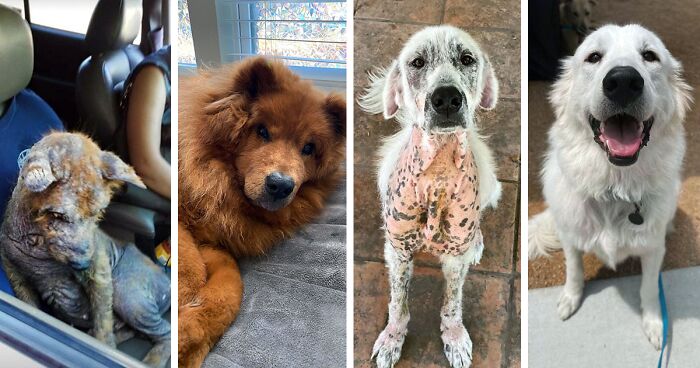 50 Pics Of Dogs Who Were Saved From Awful Conditions And Got A Second ...