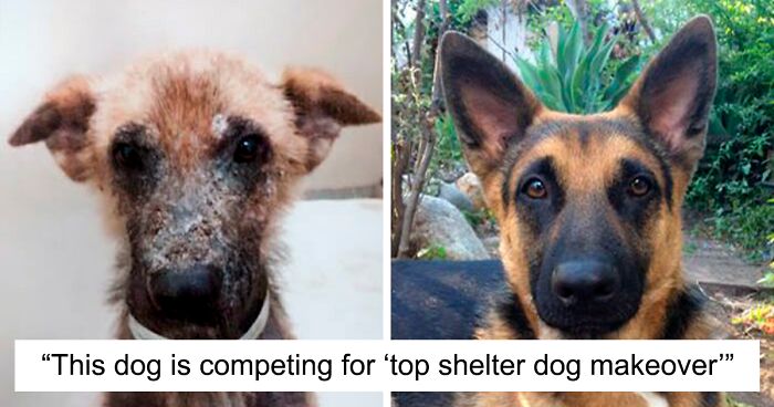 50 Pics Of Dogs Who Were Saved From Awful Conditions And Got A Second ...