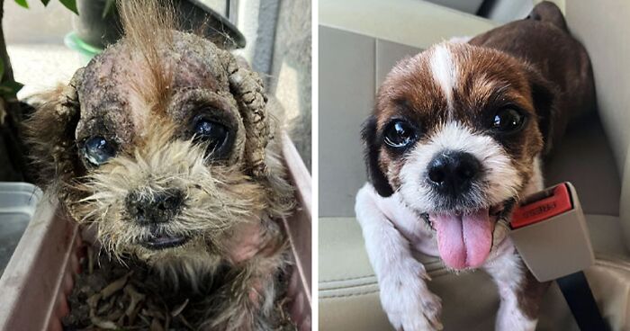 50 Pics Of Dogs Who Were Saved From Awful Conditions And Got A Second ...