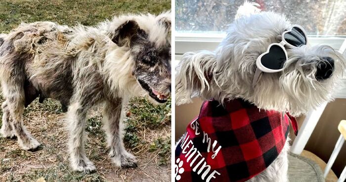 50 Pics Of Dogs Who Were Saved From Awful Conditions And Got A Second ...