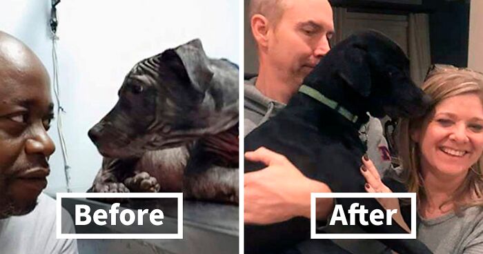 50 Pics Of Dogs Who Were Saved From Awful Conditions And Got A Second ...