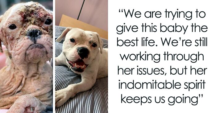 50 Pics Of Dogs Who Were Saved From Awful Conditions And Got A Second ...