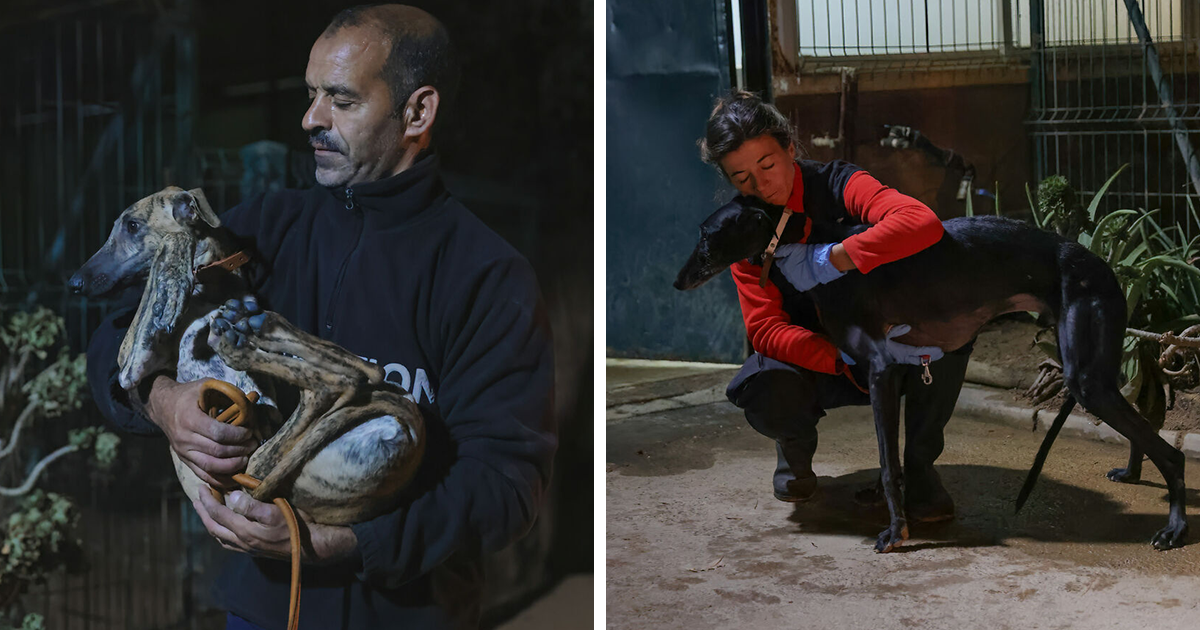 After Spending 10 Days In A Shelter With 500 Dogs, I Decided To Bring ...