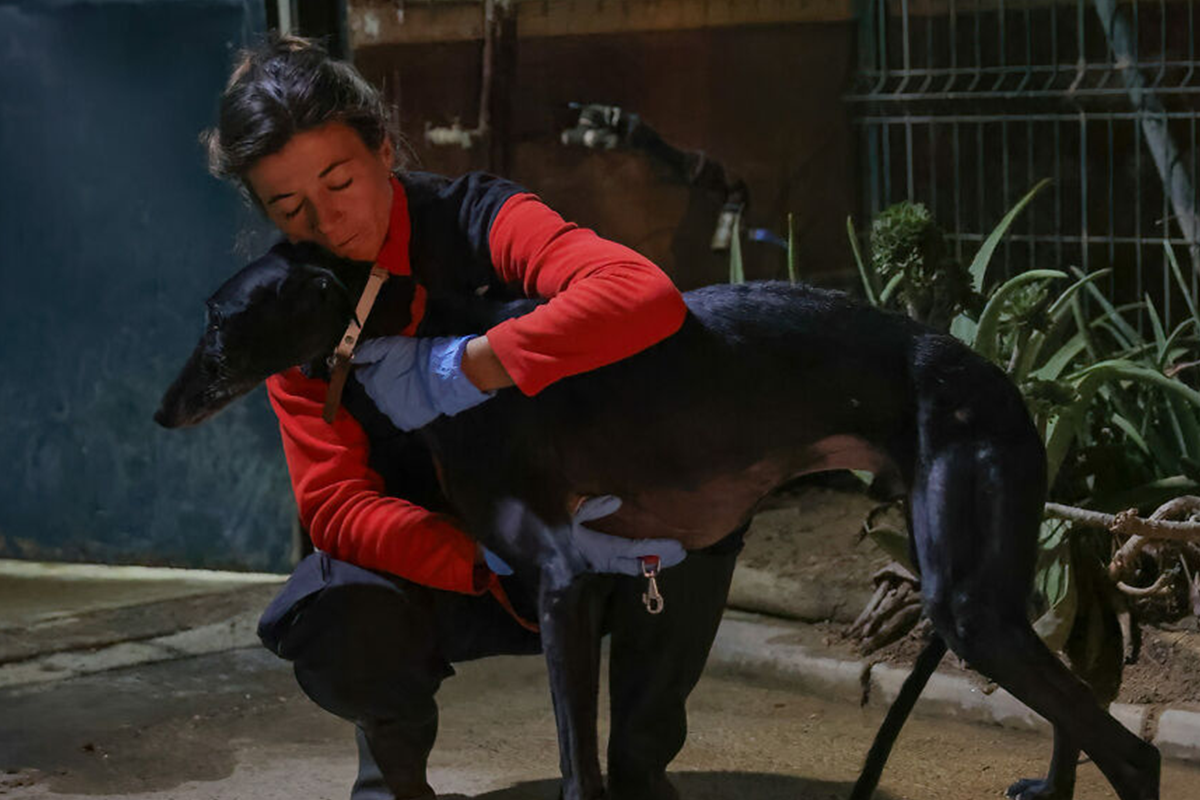 After Spending 10 Days In A Shelter With 500 Dogs, I Decided To Bring ...