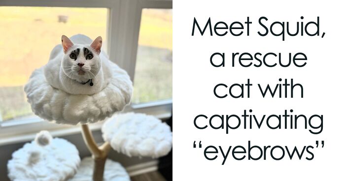 This Cat’s Expressions Get Exaggerated By His Unique Markings That Look ...