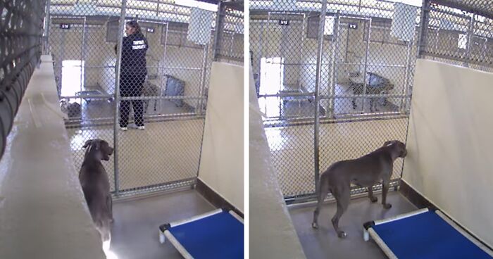 Resilient Shelter Dog Finally Finds Forever Home After Heart-Wrenching ...