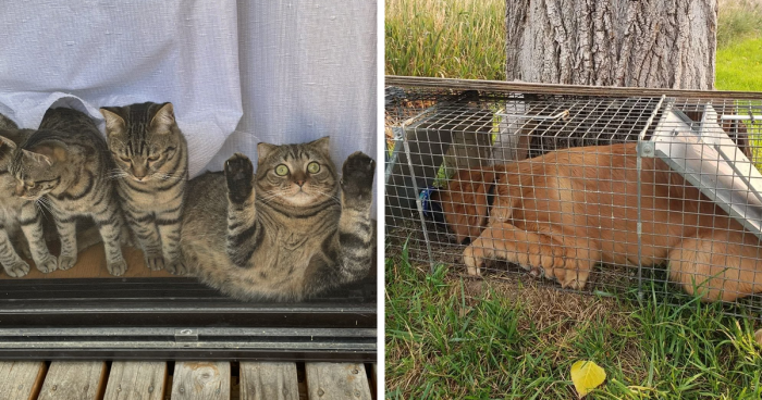 50 Horribly Unphotogenic Animals That Might Make You Laugh Way Harder ...