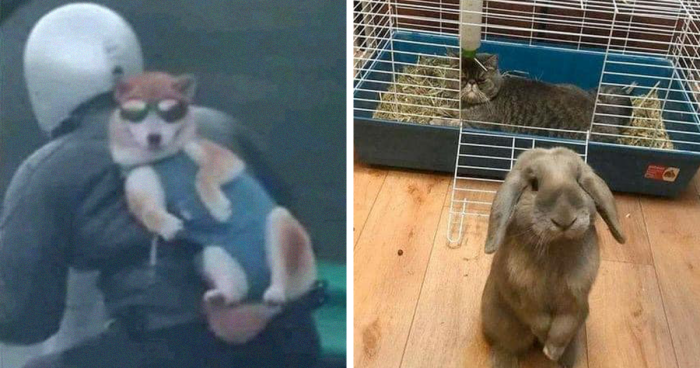 50 Times People Spotted Animals In Places They Shouldn’t Be And Just ...