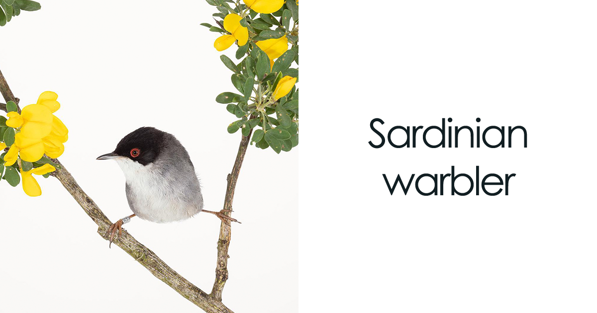 I Take Pictures Of Birds So That People Can See Them Like Never Before ...