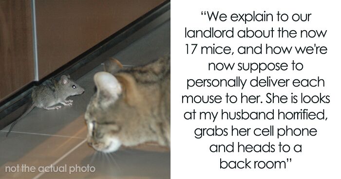 Maintenance Asks Tenant To Provide “Proof” Of Mouse Infestation By ...