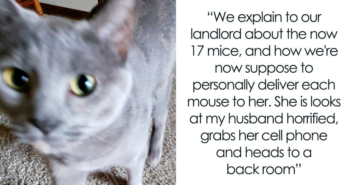 Maintenance Asks Tenant To Provide “Proof” Of Mouse Infestation By ...