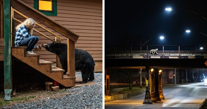 This Photographer Captured Wild Animals Strolling Through Residential Neighborhoods In The ...