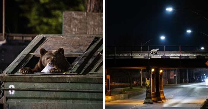 This Photographer Captured Wild Animals Strolling Through Residential ...