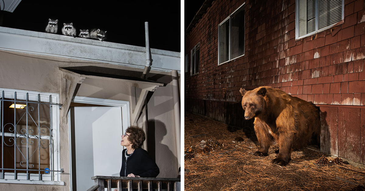 This Photographer Captured Wild Animals Strolling Through Residential Neighborhoods In The ...