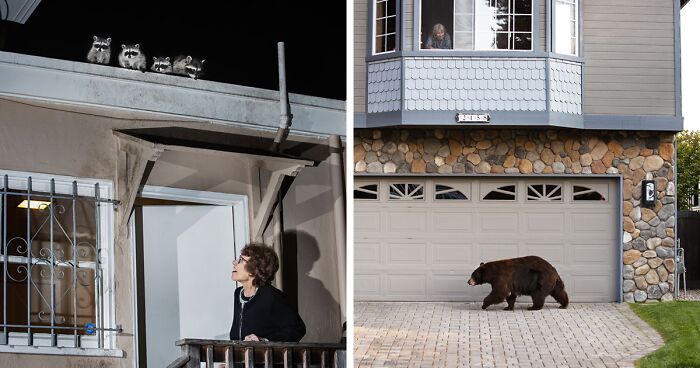This Photographer Captured Wild Animals Strolling Through Residential ...