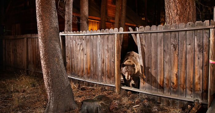 This Photographer Captured Wild Animals Strolling Through Residential ...
