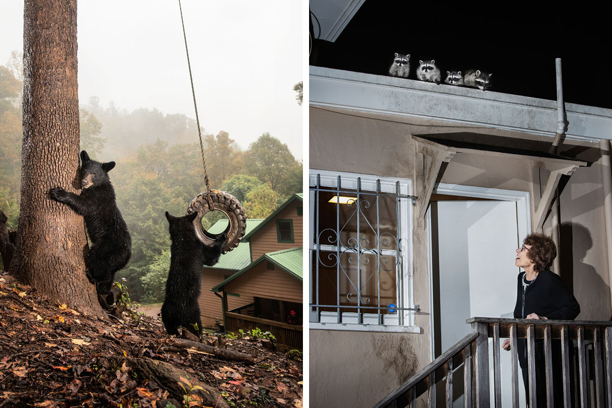 This Photographer Captured Wild Animals Strolling Through Residential Neighborhoods In The ...