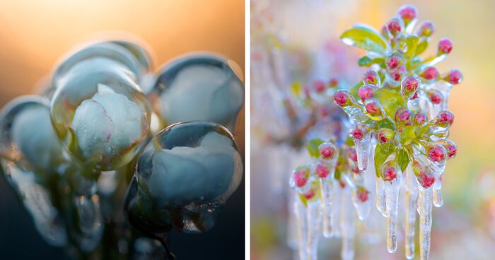 Since It’s Spring Already, Here Are Some Close-Up Shots Of Frozen ...