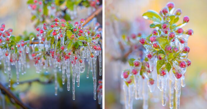 Since It’s Spring Already, Here Are Some Close-Up Shots Of Frozen ...