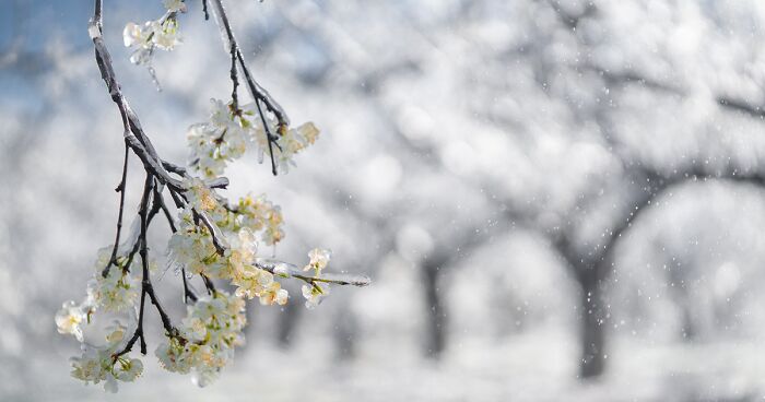 Since It’s Spring Already, Here Are Some Close-Up Shots Of Frozen ...