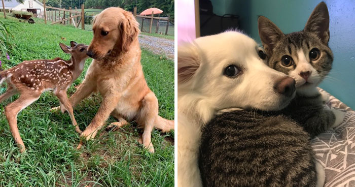 97 Photos Of Animal Friendships To Give You The “Heart Eyes” | Bored Panda