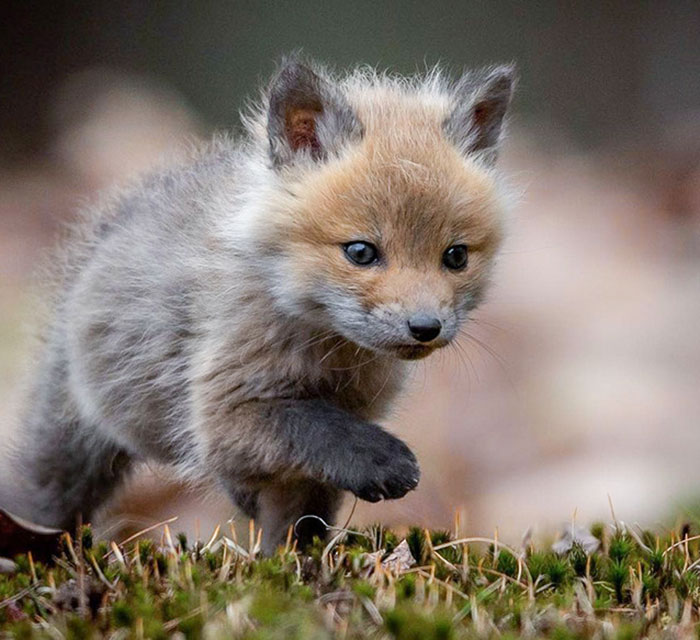 Adorable Baby Animals The Internet s Largest African American Forum
