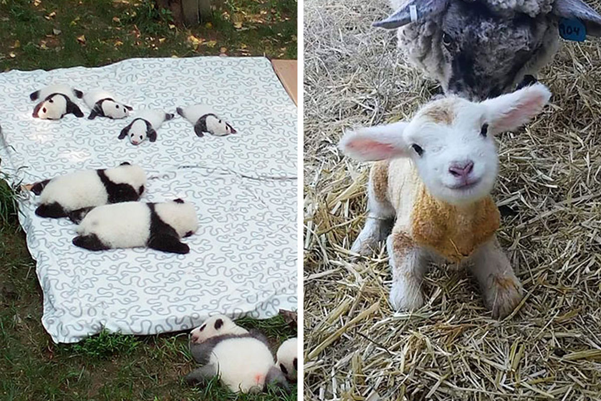 50 Of The Most Adorable Baby Animals To Ever Bless The Internet (New ...