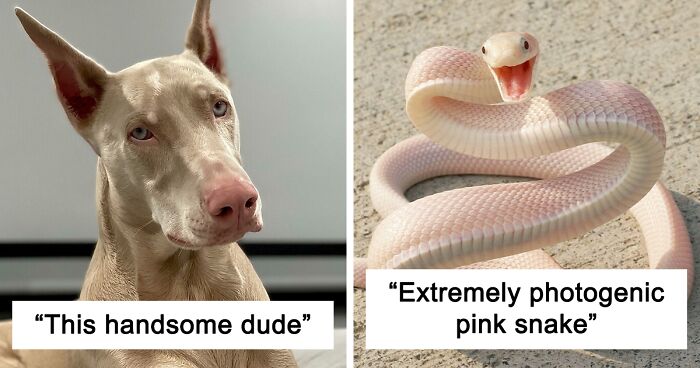 50 Ridiculously Photogenic Animals (New Pics) | Bored Panda