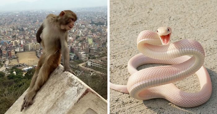 50 Ridiculously Photogenic Animals (New Pics) | Bored Panda