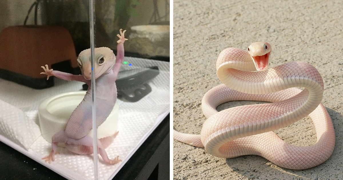 50 Ridiculously Photogenic Animals (New Pics) | Bored Panda