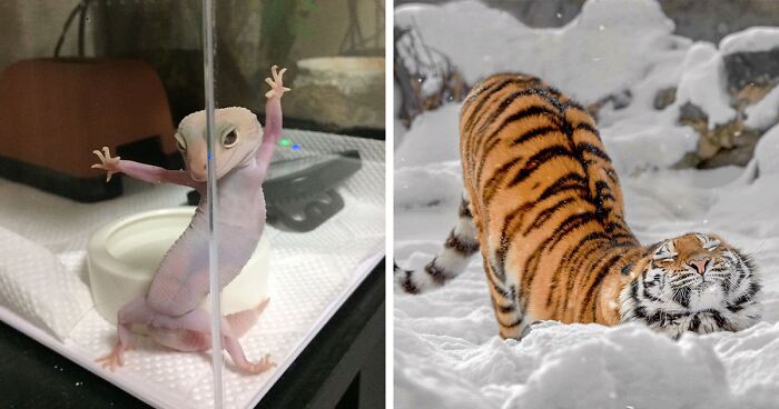 50 Ridiculously Photogenic Animals (New Pics) | Bored Panda