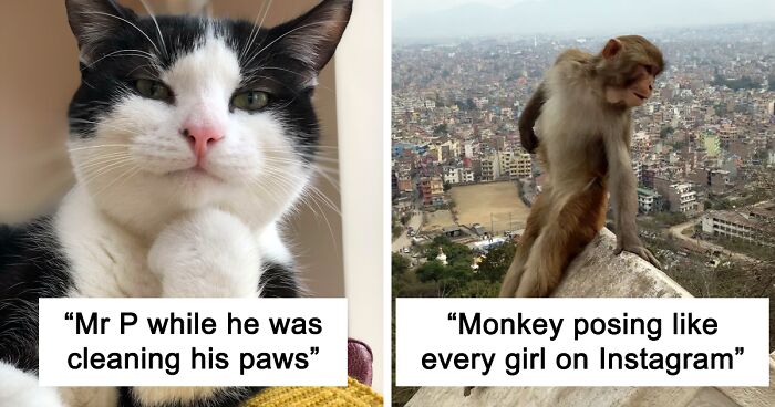 50 Ridiculously Photogenic Animals (New Pics) | Bored Panda