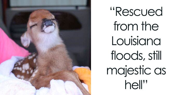 50 Ridiculously Photogenic Animals (New Pics) | Bored Panda