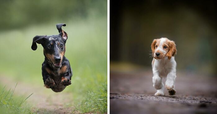 I Captured Dogs On The Run, And The Results Are The Most Adorable Faces ...