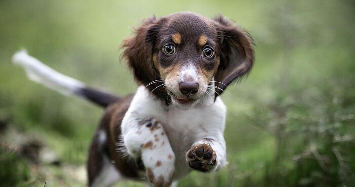 I Captured Dogs On The Run, And The Results Are The Most Adorable Faces ...