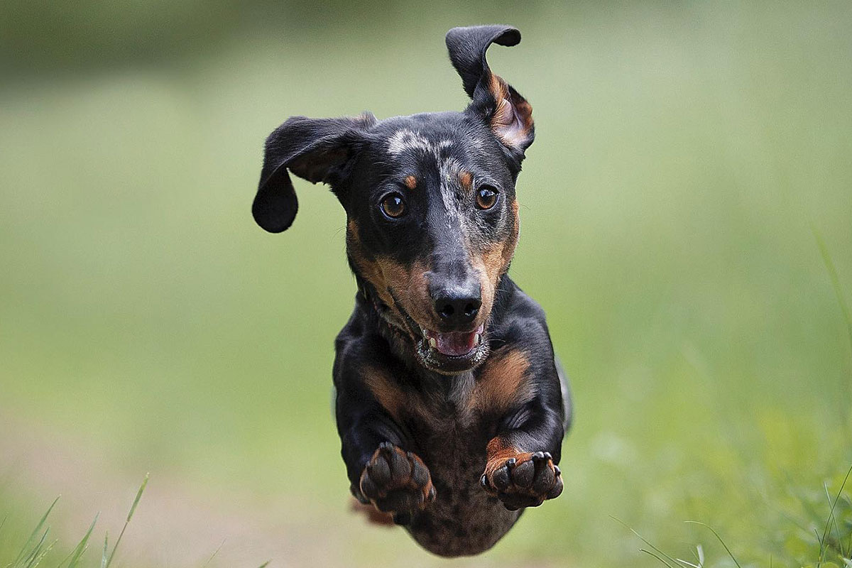 I Captured Dogs On The Run, And The Results Are The Most Adorable Faces ...