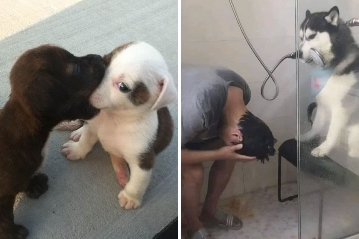 50 ‘Puppies In Random Situations’ That Might Just Heal Your Soul ...