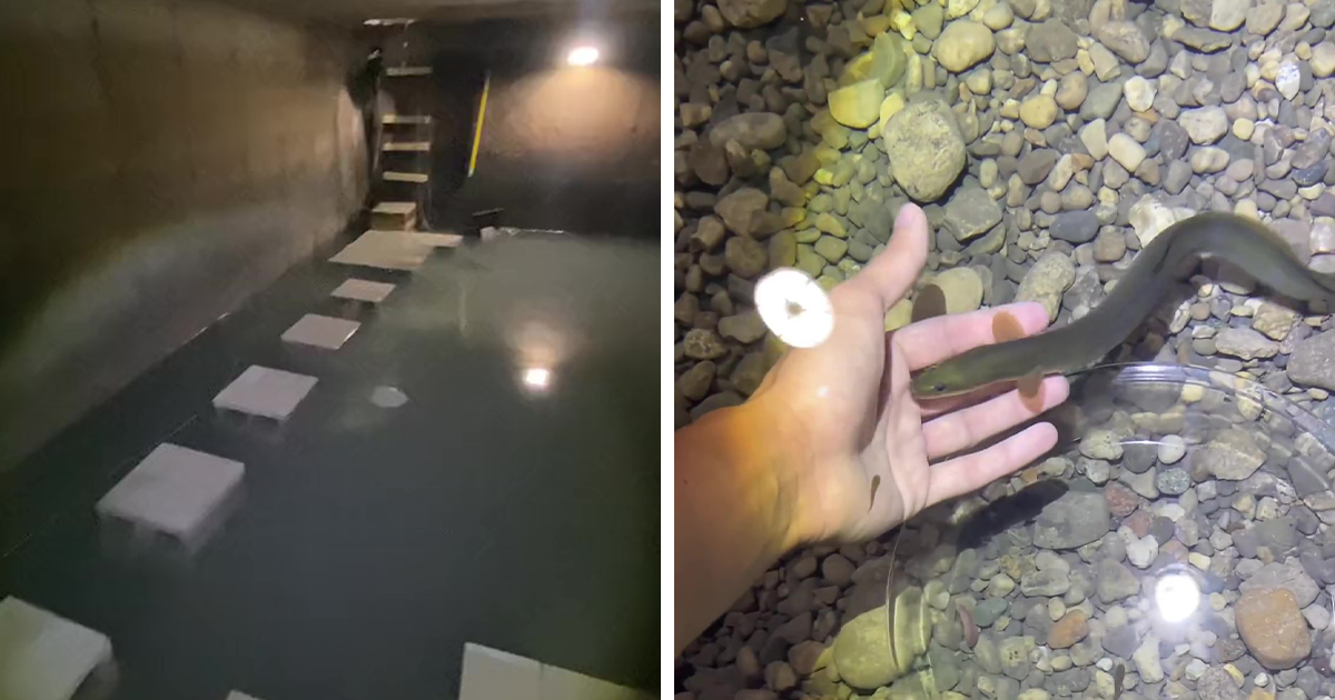 Folks Are Applauding This Man's Eel Pit Under His Home Where He Rehomes ...
