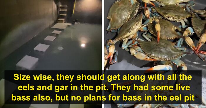 This Man Has An “Eel Pit” Under His Home And It’s Making The Internet ...