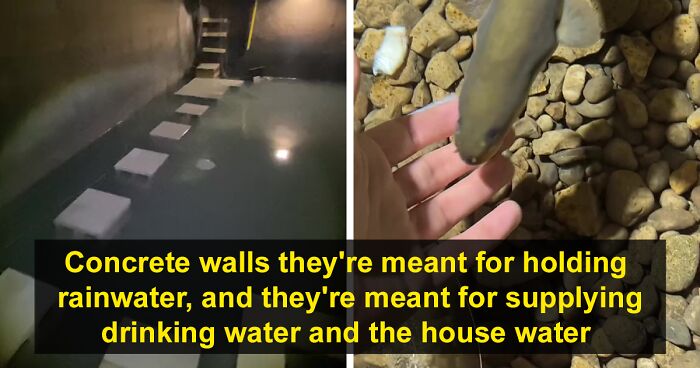 This Man Has An “Eel Pit” Under His Home And It’s Making The Internet ...