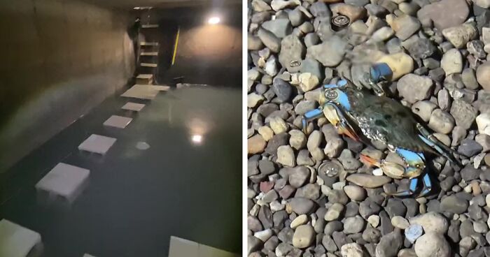 This Man Has An “Eel Pit” Under His Home And It’s Making The Internet ...