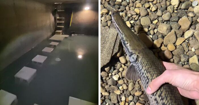 This Man Has An “Eel Pit” Under His Home And It’s Making The Internet ...