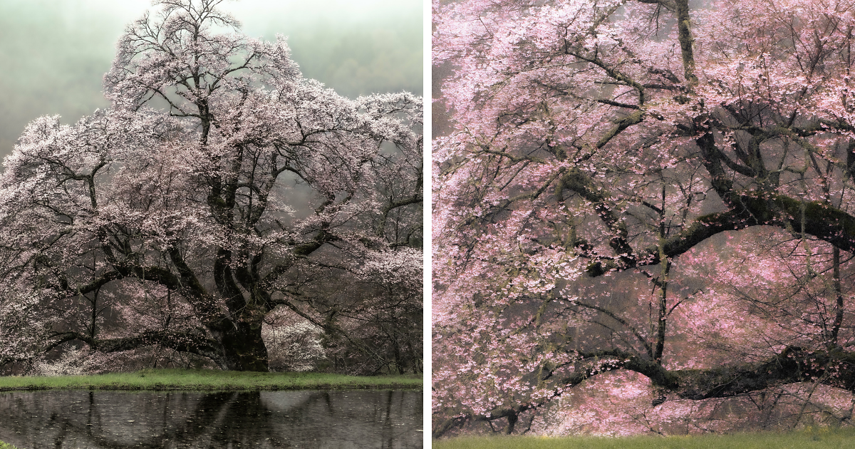 My Take On The Ancient Sakura Of Japan | Bored Panda
