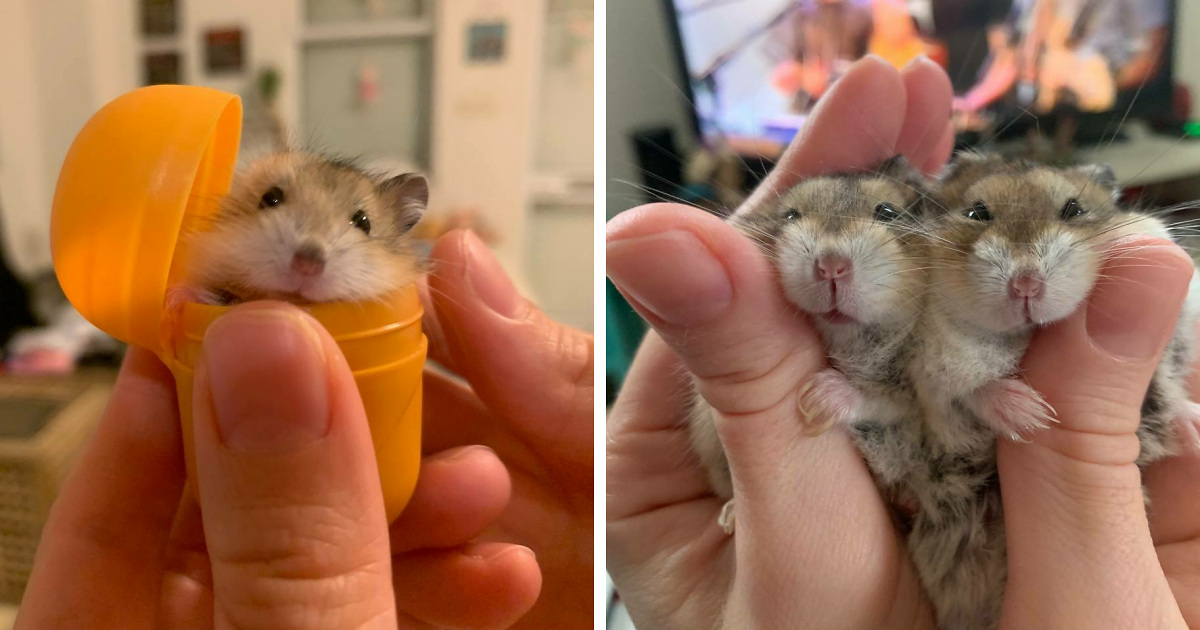 Rodents Can Do Cute Things (20 Pics) | Bored Panda